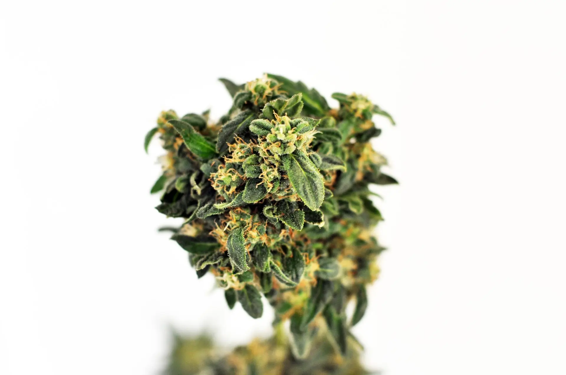 Cannabis Genetics Explained: The History and Story of Maui Wowie ...