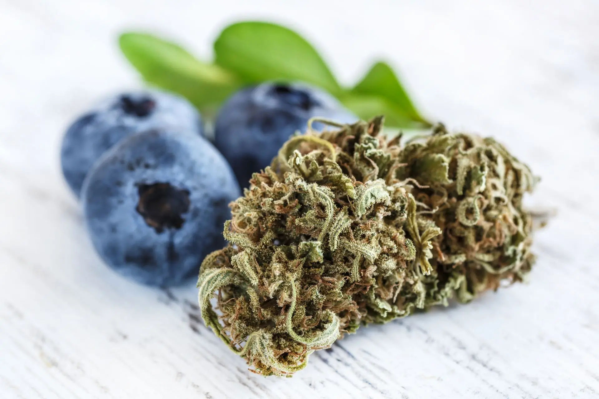 Cannabis Genetics Explained: The History and Story of Blueberry by DJ ...