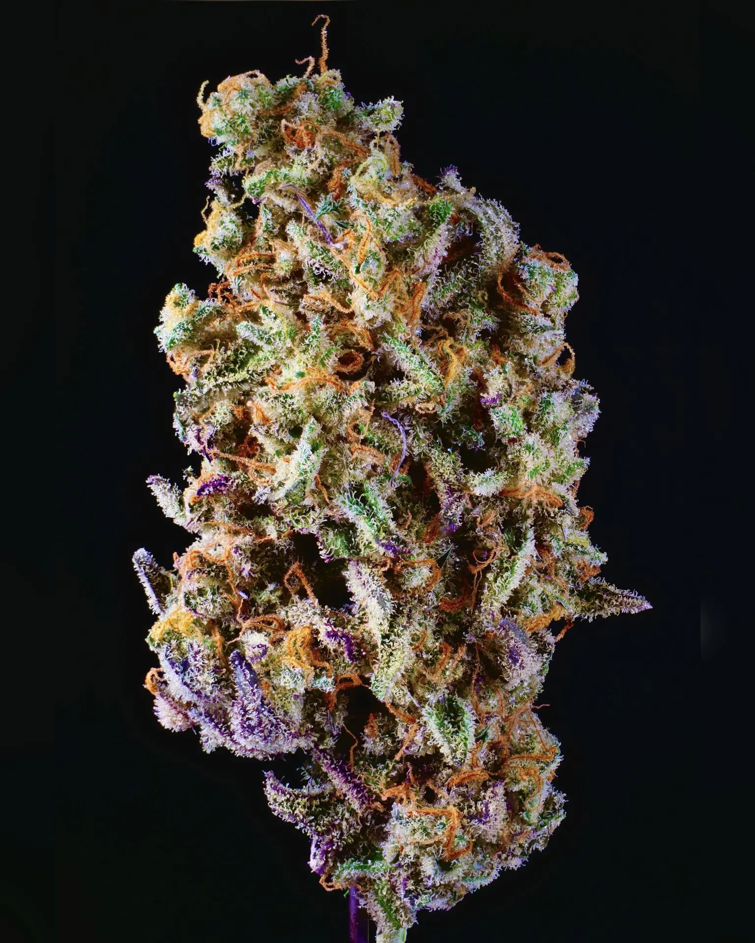 Cannabis Genetics Explained: The history and story of Dosidos aka Dosi ...