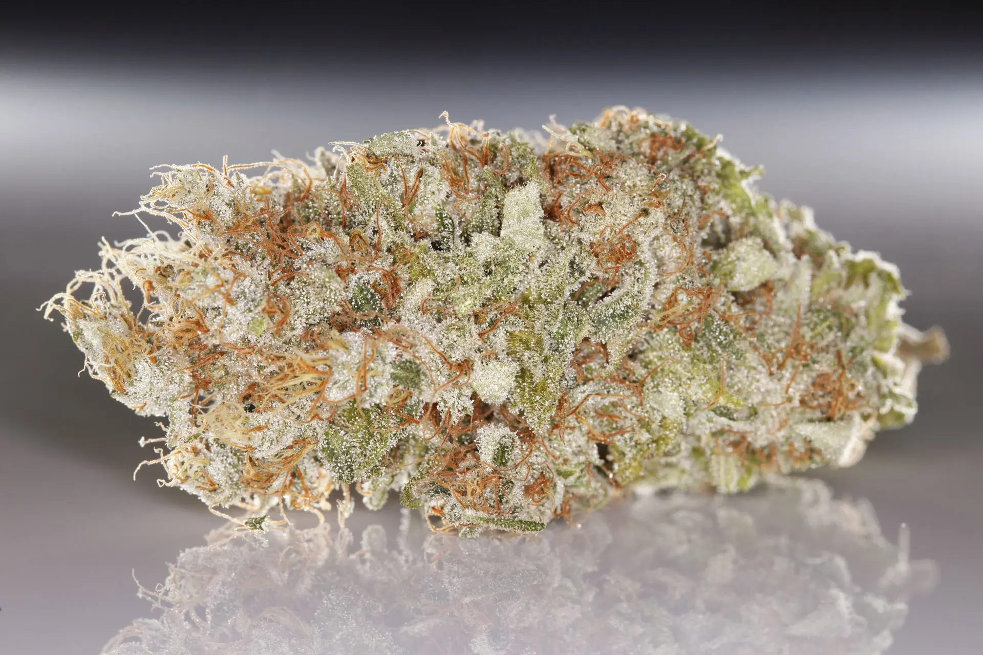 Cannabis Genetics Explained: The history and story of the G13 cannabis ...