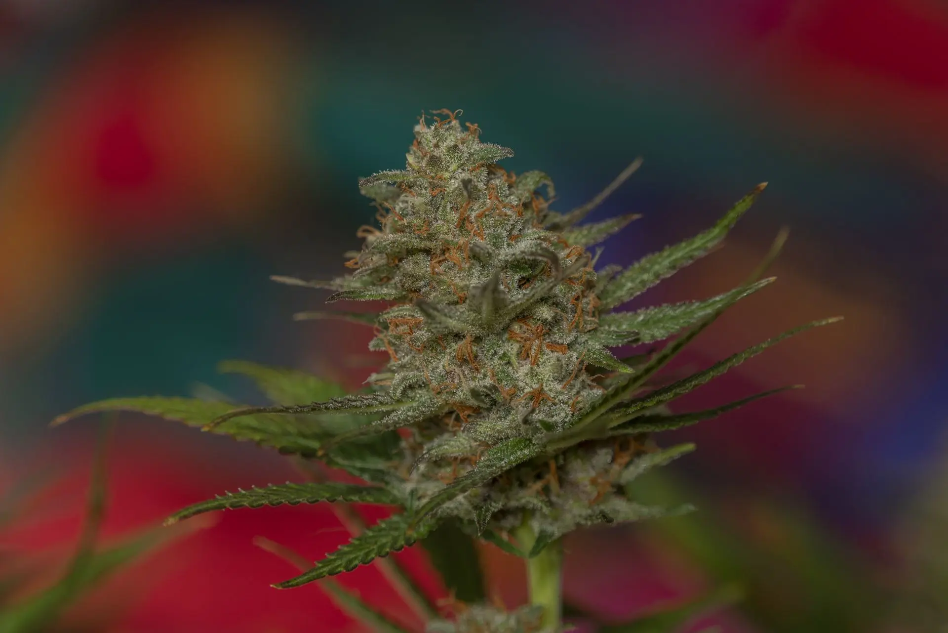 Cannabis Genetics Explained: The history and story of Matanuska ...