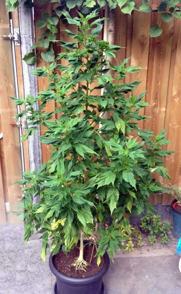 Hawaiian Duckfoot cannabis genetics explained