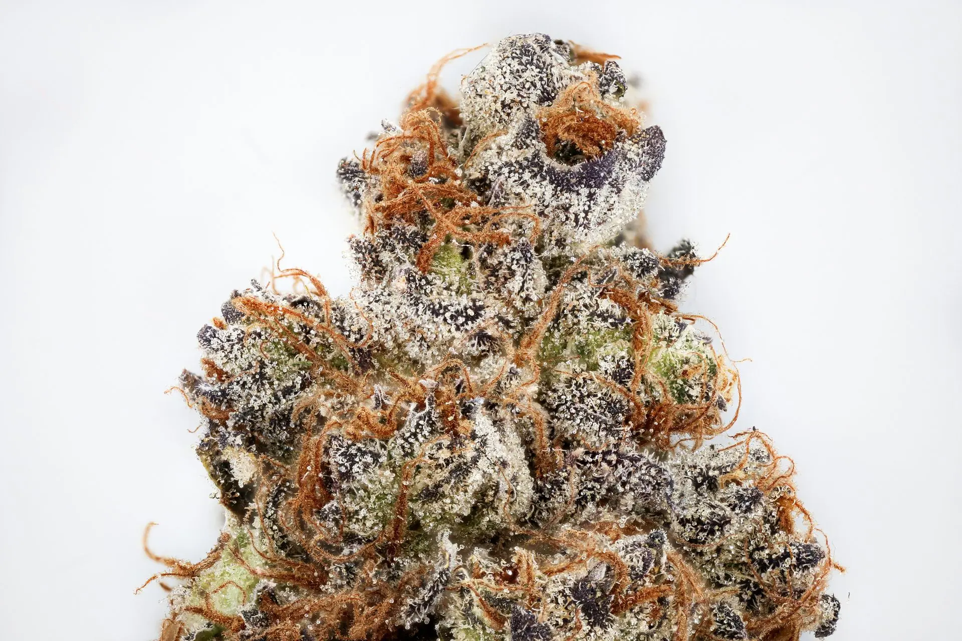 Cannabis Genetics Explained: Godfather OG; V1 (Bubba Kush x L.A ...